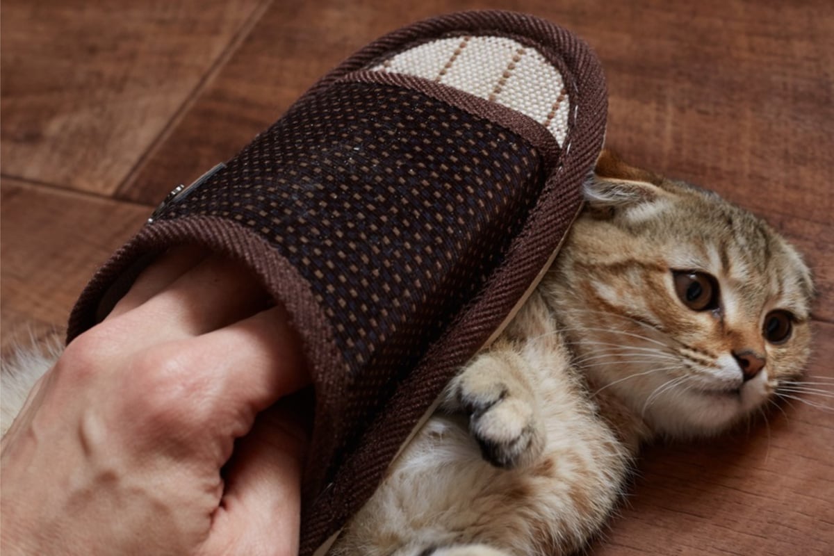 How to discipline a cat: Stop bad cat behavior without punishment