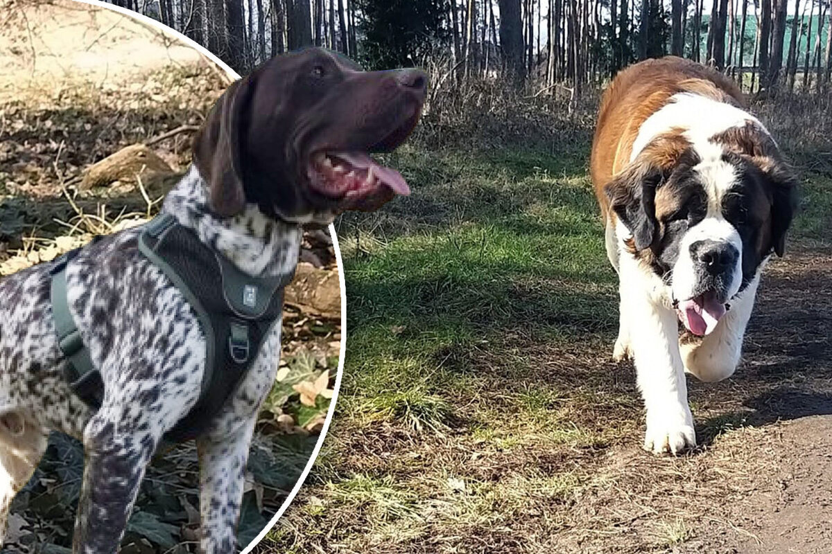 "Riesenbaby" Josef und Kumpel Avid unzertrennlich: Finden sie ein neues ...