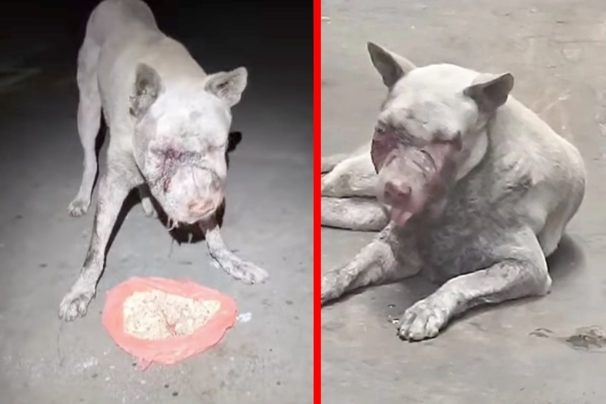 Dog found with horrific injuries has rescuers suspecting the worst