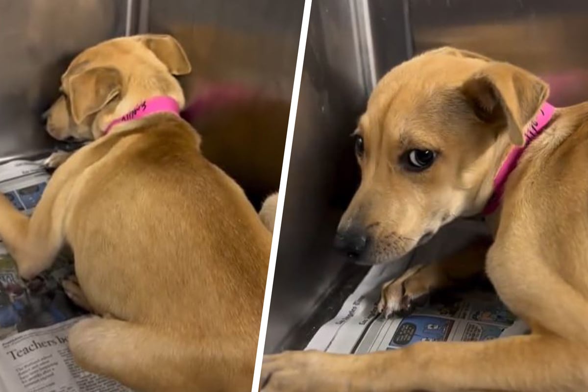 Dog who was "kicked out" by owners breaks hearts on TikTok