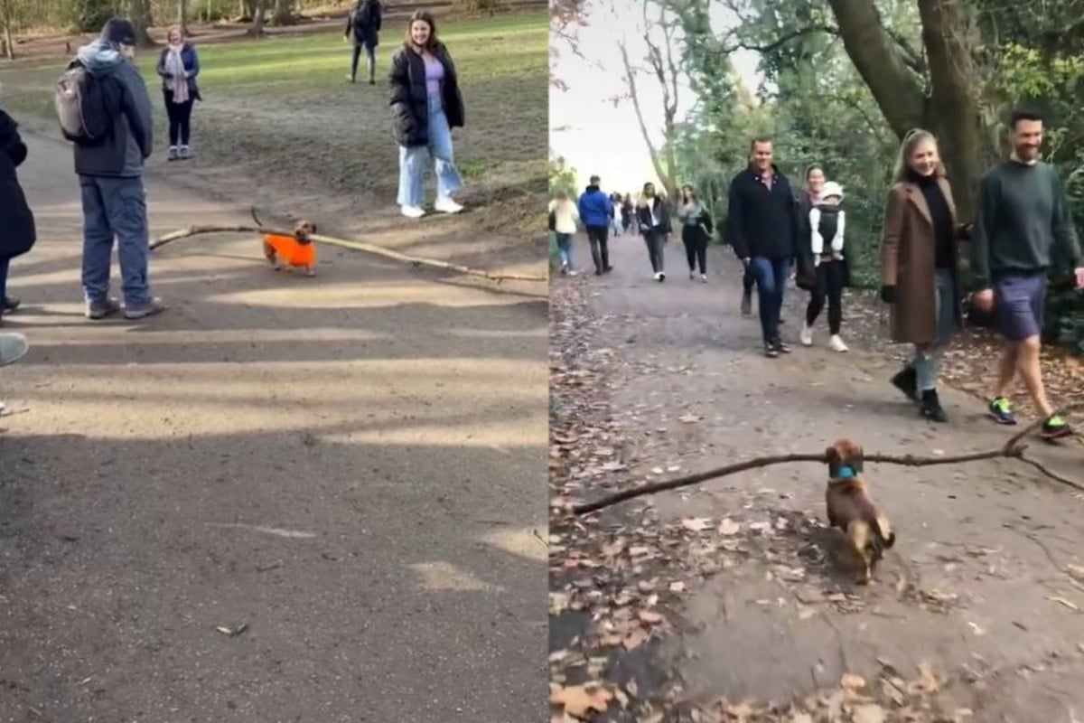 "Big stick energy": mini dog fetches huge sticks and makes amused fans ...