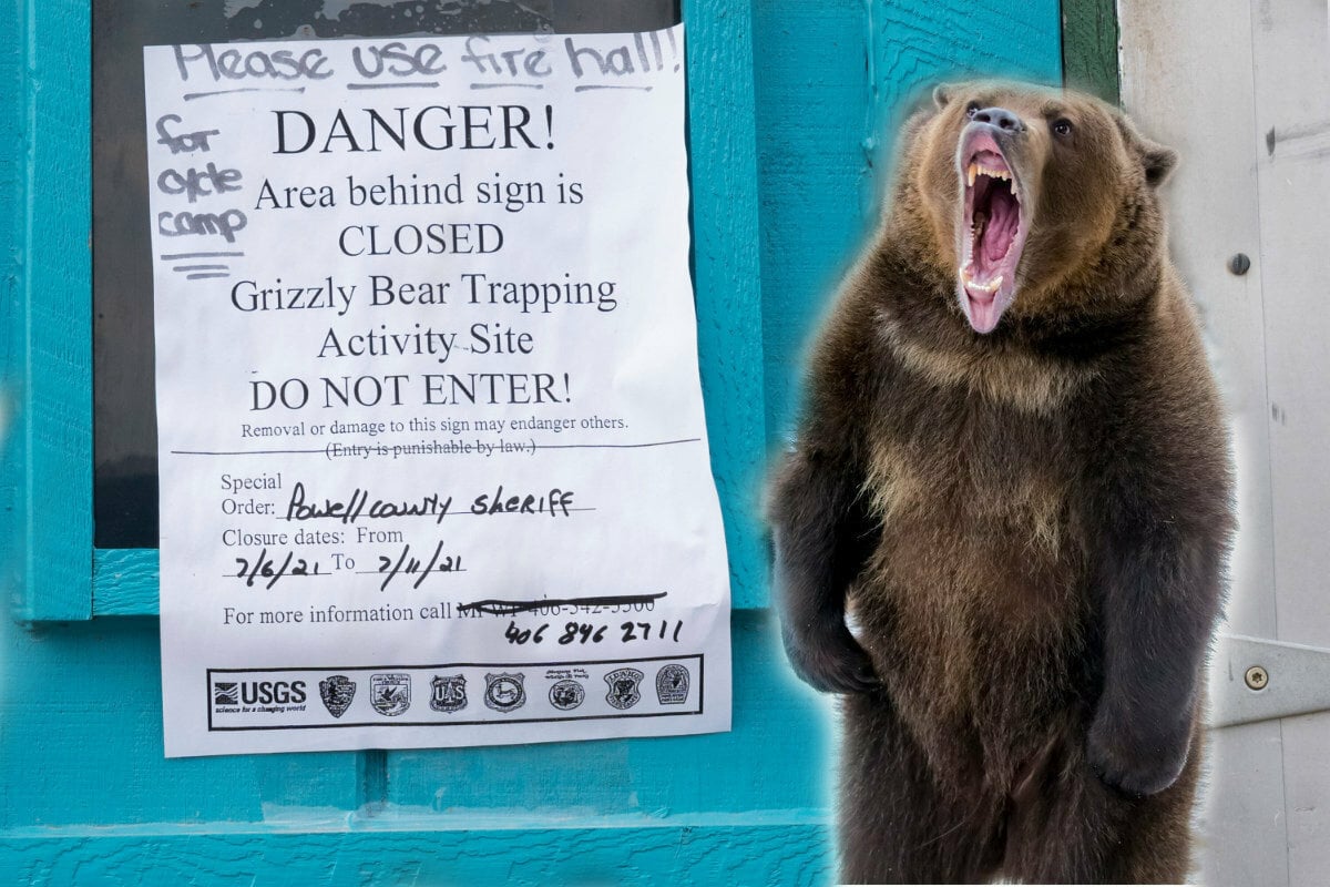 Grizzly bear that mauled a camping Montana woman to death is killed by ...