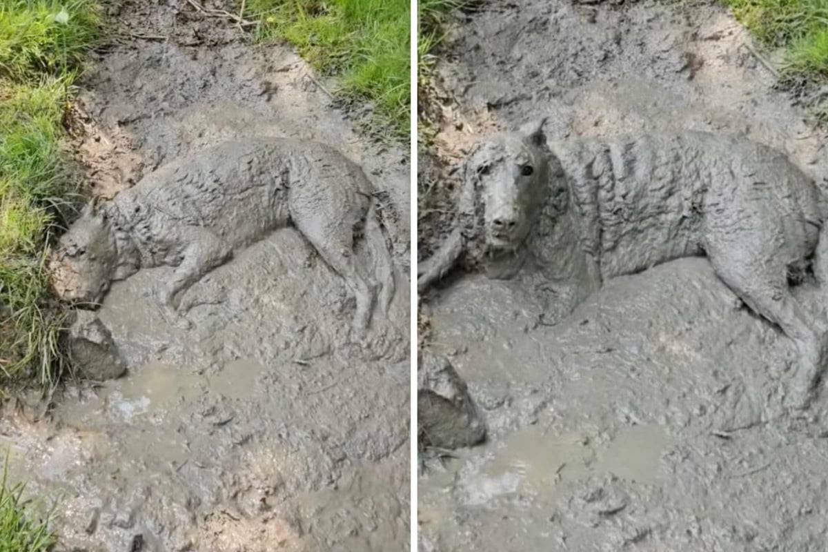 Pet owner has priceless reaction to her dog's mud puddle shenanigans