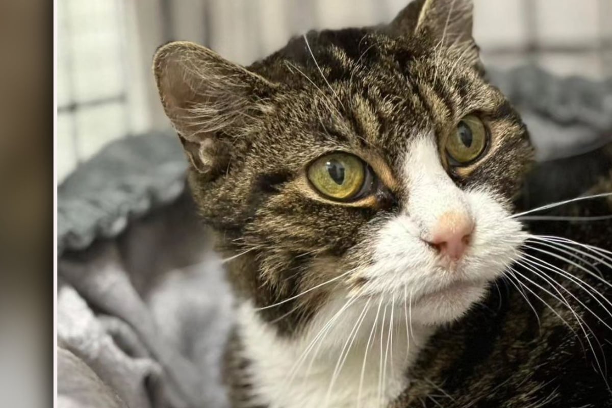 Delitzscher Tierheim: Immer wieder zurückgeschickt! Dabei ist Alia doch schon 13 Jahre alt