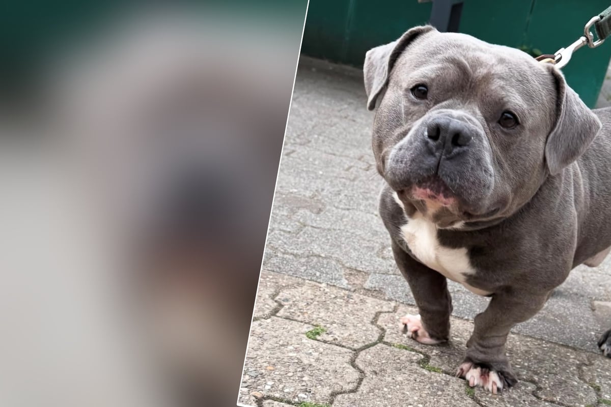 Graue Schnute, großer Charme: Bulldogge Mo verzaubert das Netz