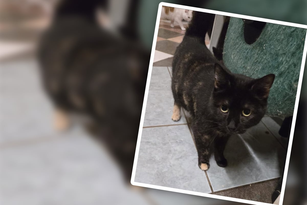 Trotz Handicap voller Lebensfreude: Wackel-Katze Angie sucht eine neue ...