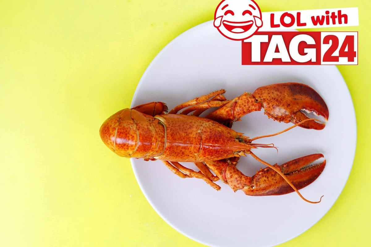 Joke of the Night for April 17, 2025: Awesome animal jokes to make you ...