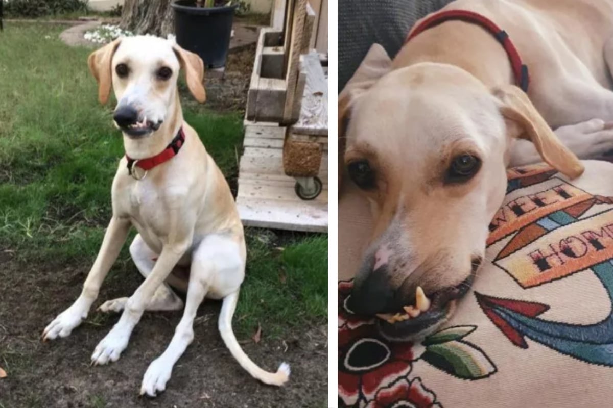 Stray dog with a "wonky" smile becomes a superstar on TikTok!