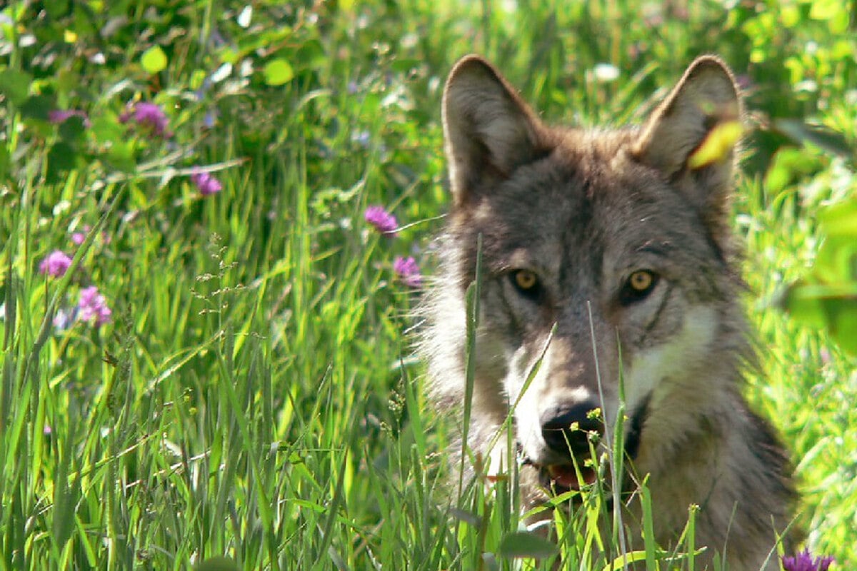 House Republicans deal heavy blow to gray wolf conservation efforts ...