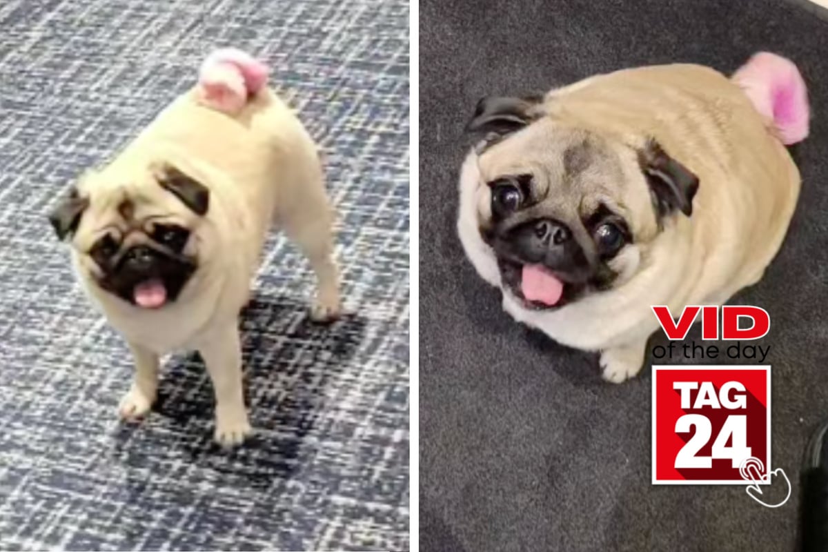 Viral Video of the Day for April 23, 2023: Pug Twins serve "tater tot ...