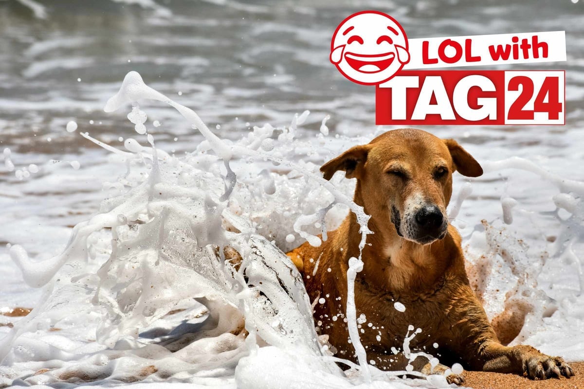 Joke of the Day for July 24, 2025: A dog joke to make you laugh