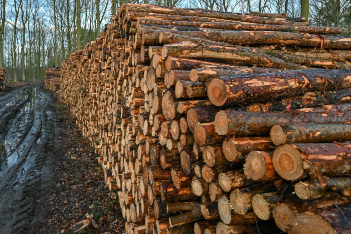 NRW auf dem Holzweg? Schwache Bäume werden zum Problem