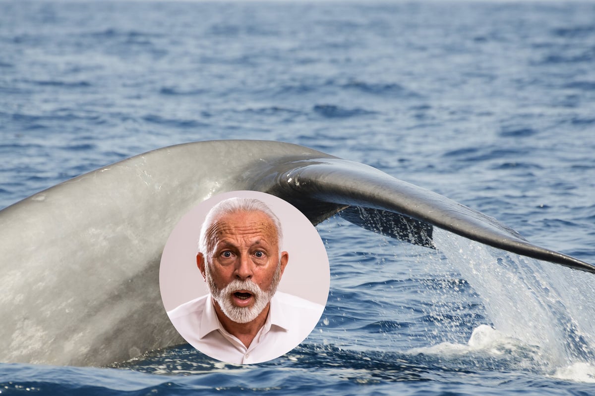 What animal has the largest penis?