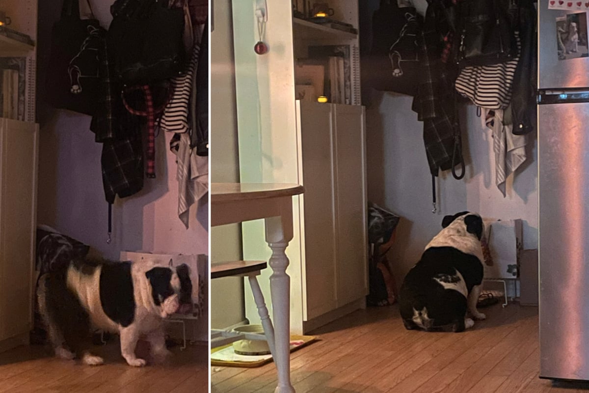 Cheese-obsessed dog goes viral for hilarious nightly routine