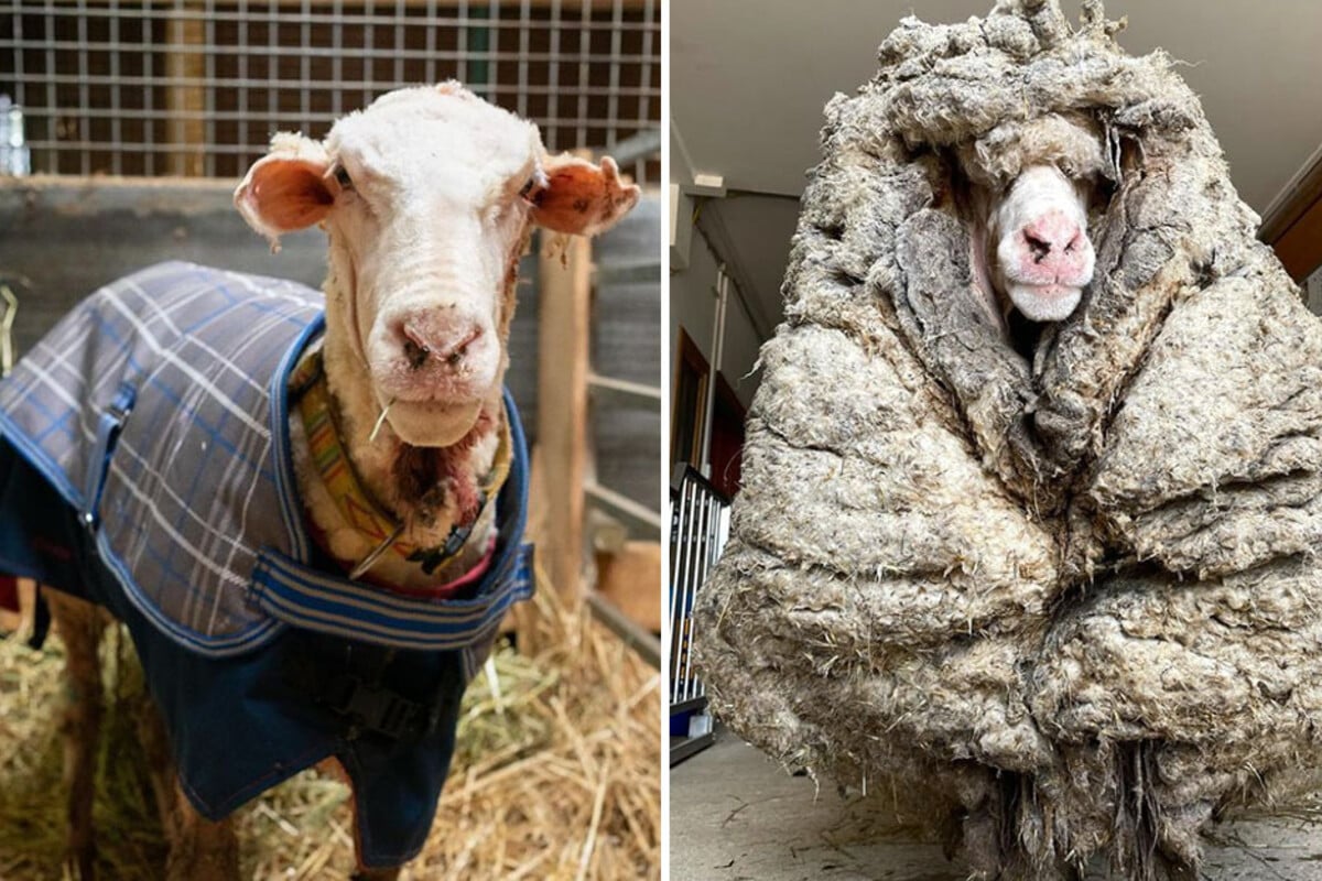 Shear madness! "Baarack" the sheep rescued from woolly nightmare