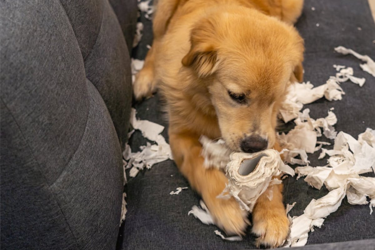 Why do dogs eat paper? Reasons, risks, and how to stop it