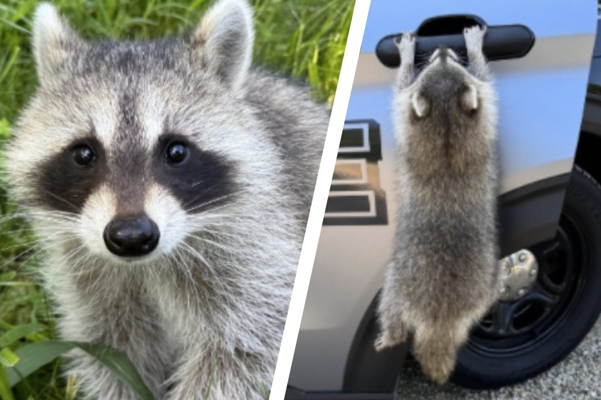 Des policiers attendent un raton laveur enragé, mais tombent sur une ...