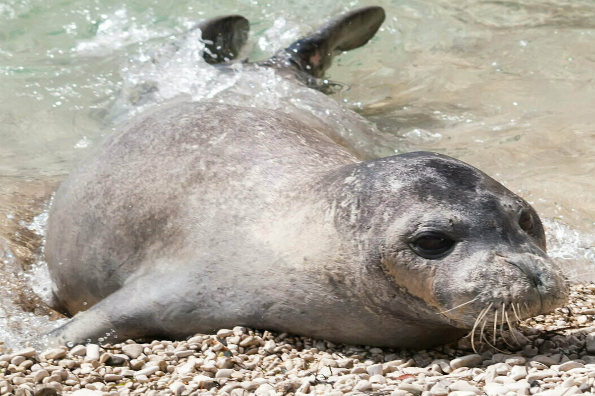 Famous seal Kostis found dead as huge reward is offered for killer on ...