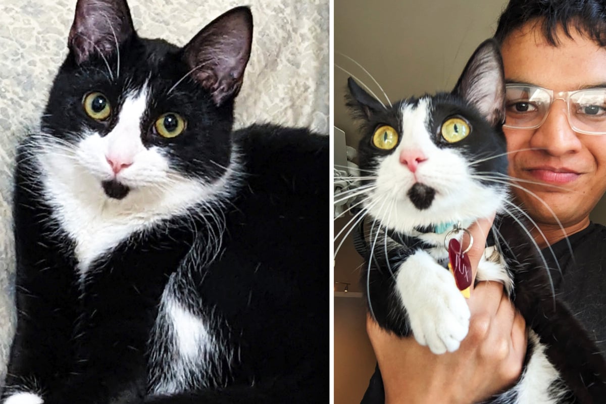 Cat's vet visit turns into a nightmare as Lyft driver speeds off with pet