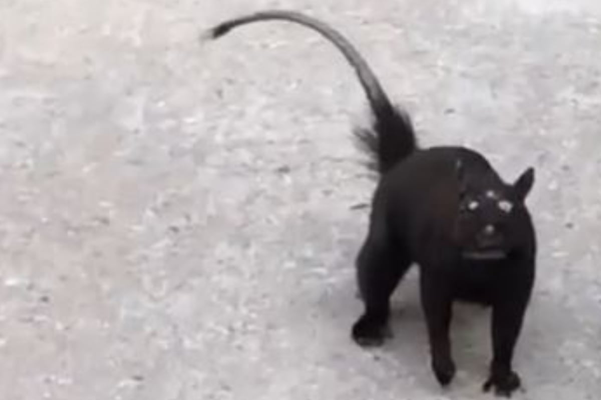 Mutant rat or Pokémon? The internet debates this mysterious three-eyed ...