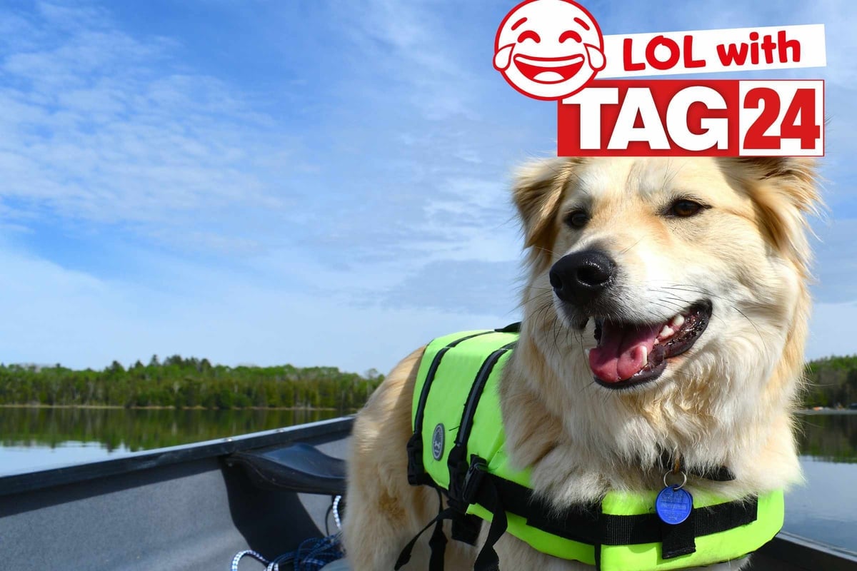 Joke of the Day for June 16, 2025: The best dog joke to kick off your week