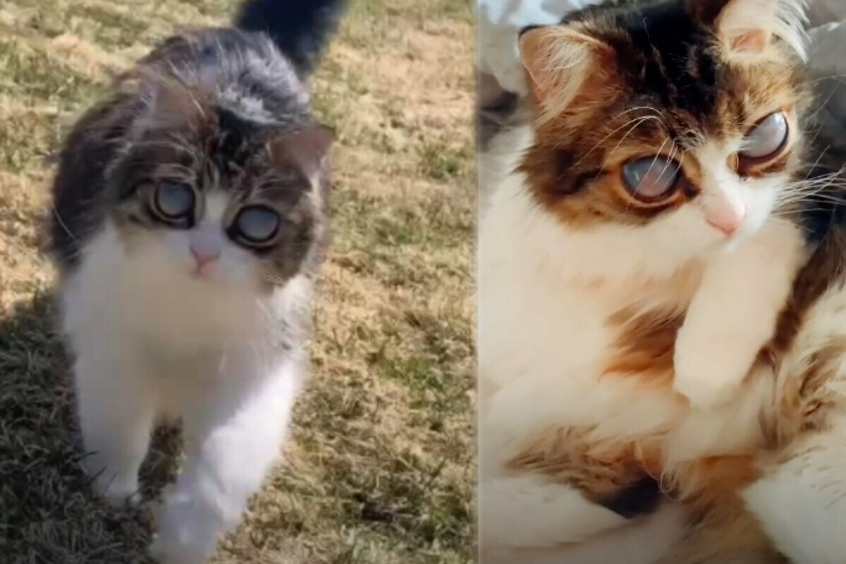 Cute cat with huge "alien eyes" has a tragic backstory