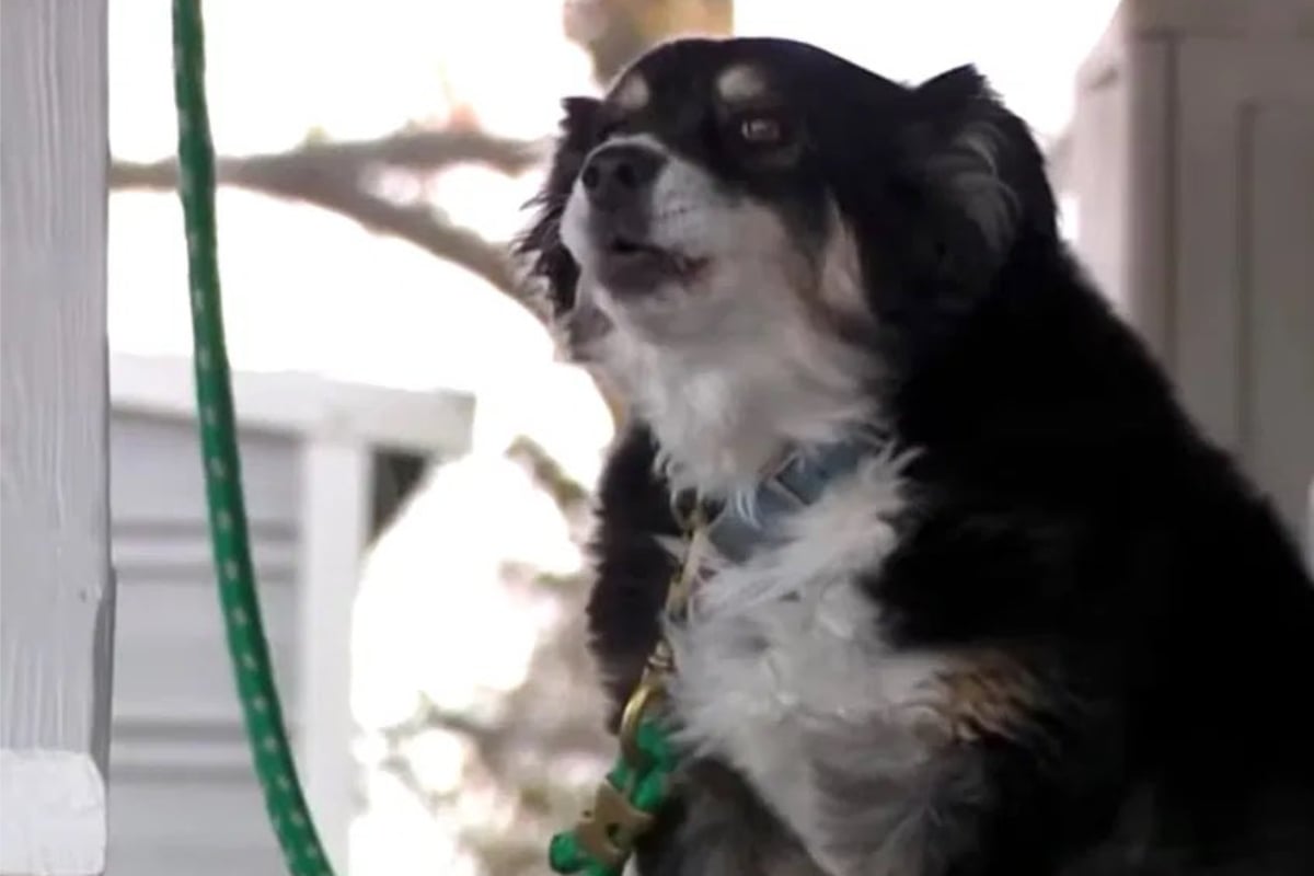 Filthy rich: dog inherits millions from her owner!