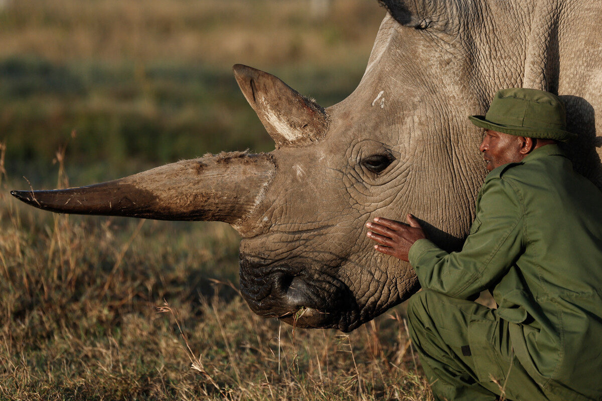 Scientists launch massive effort to rescue rhino from extinction: "We ...