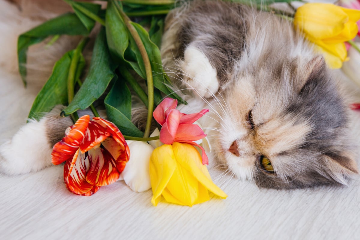 Are tulips poisonous for cats?