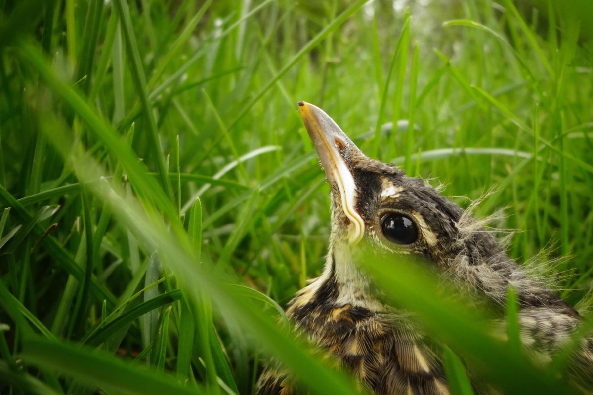 Vogelbaby gefunden: was Du nun tun und lassen solltest
