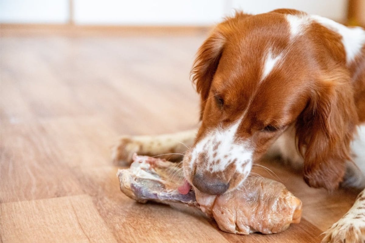 Can dogs safely eat real animal bones? Health risks explained