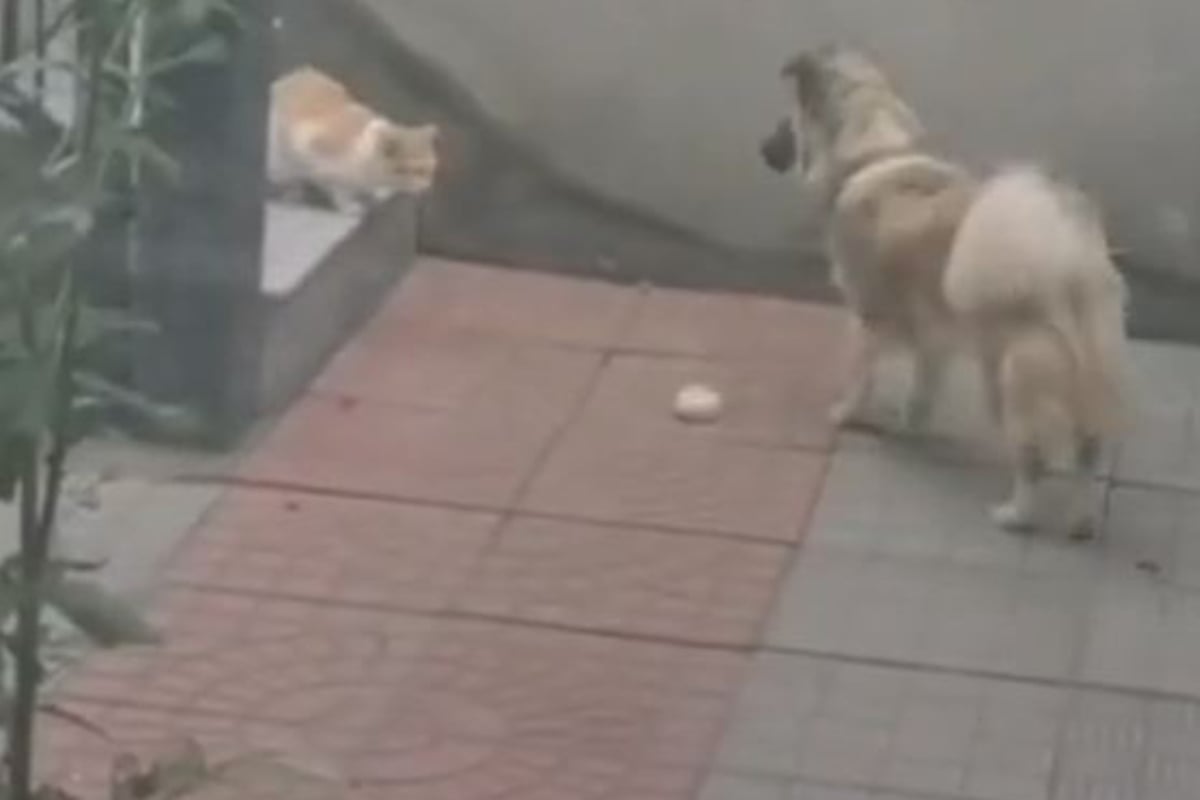 From Pudding with love: dog's sweet gift to stray cat goes viral