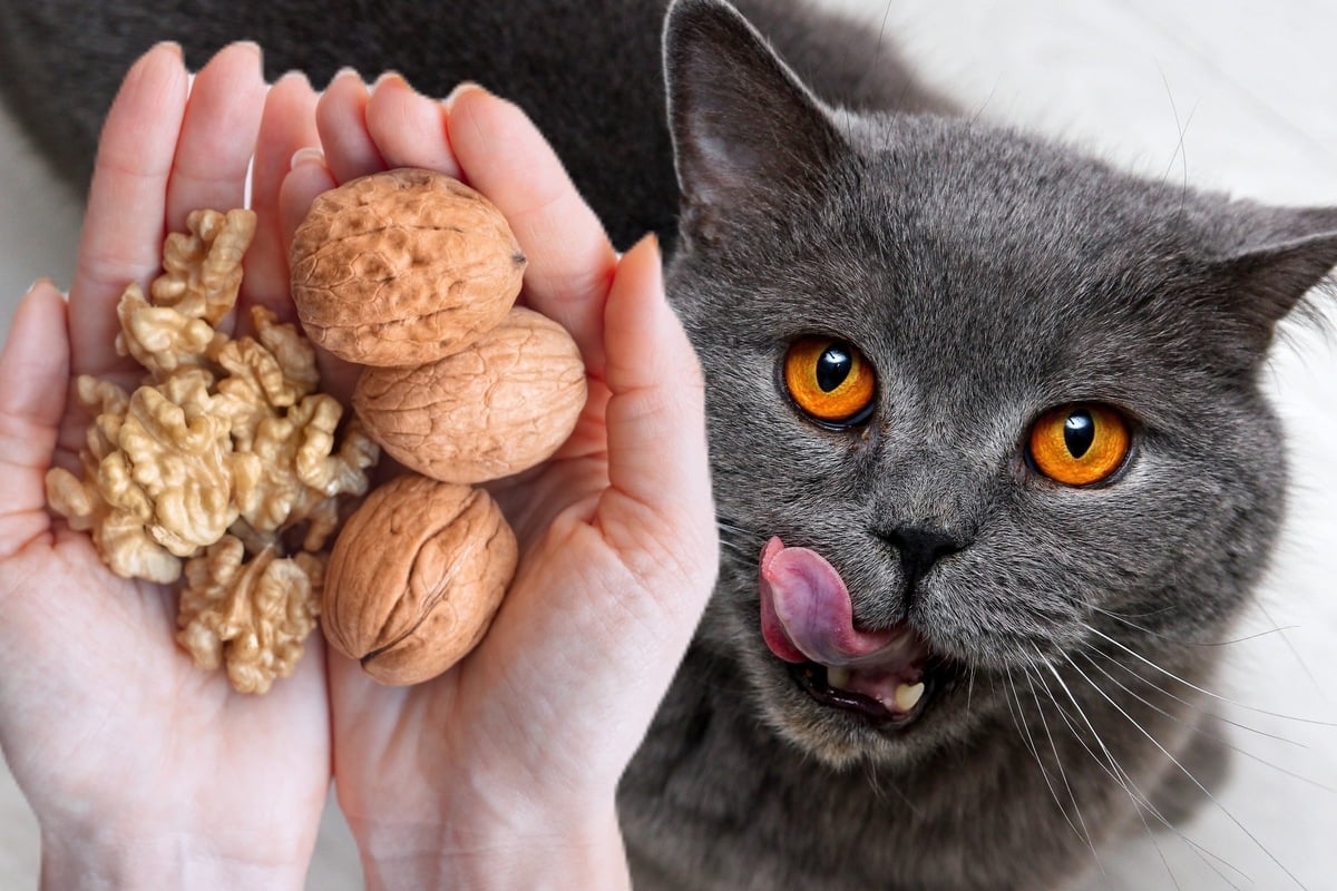 Healthy or poisonous: Can cats eat nuts?