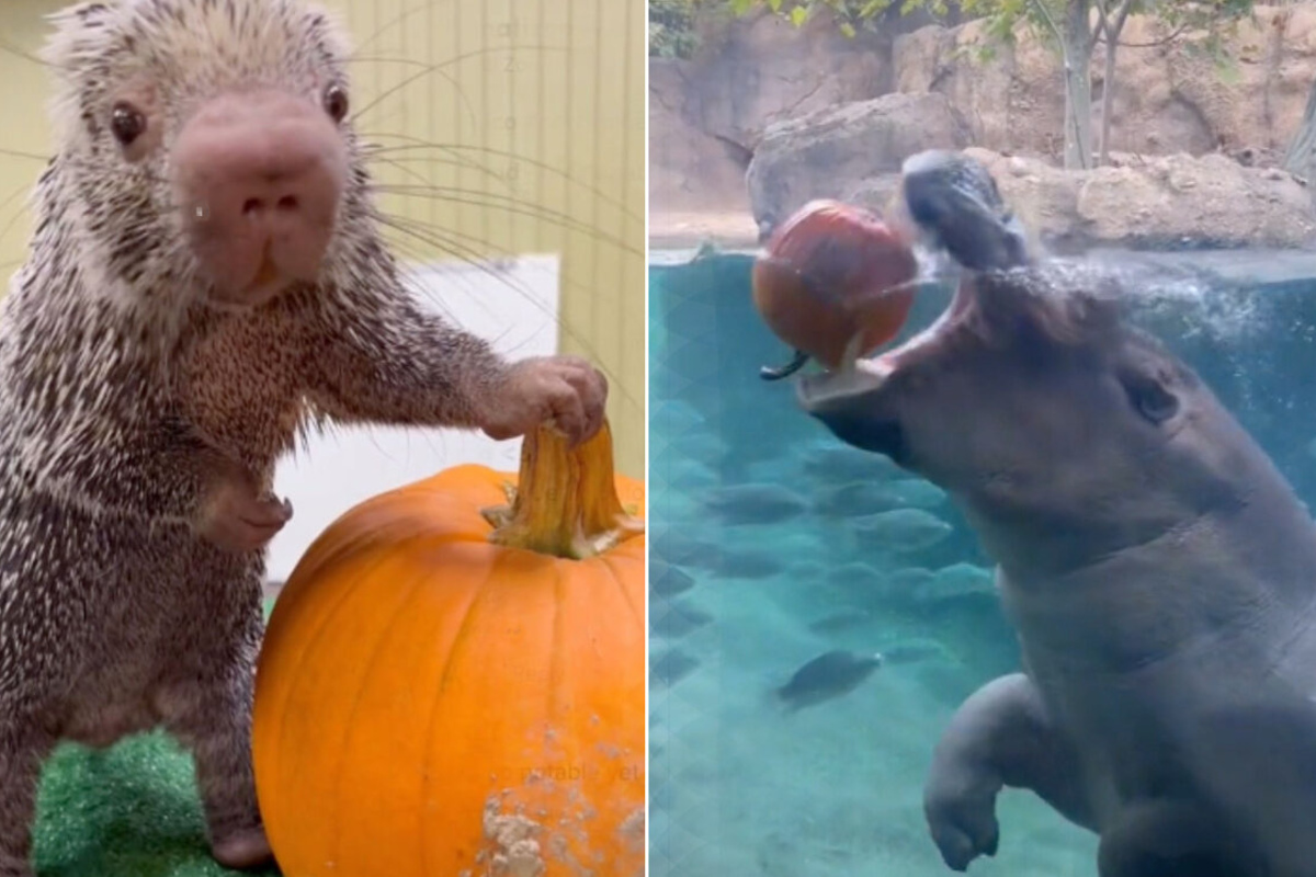 National Pumpkin Day: US zoos celebrate with smashing social media ...