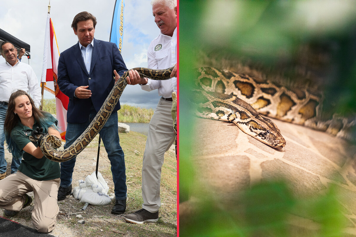 Snake hunters descend on Florida Everglades for annual Python Challenge