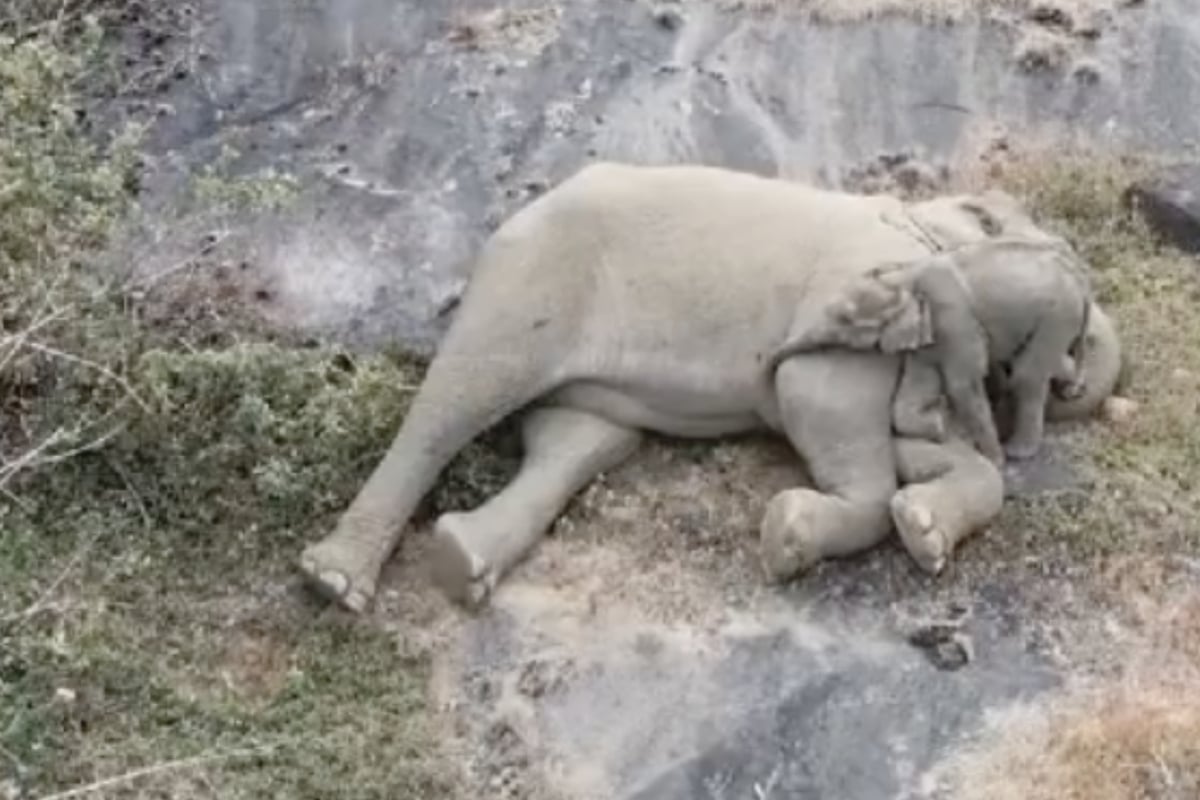 Baby elephant separated from mother shares heartwarming reunion Baby elephant separated from mother shares heartwarming reunion