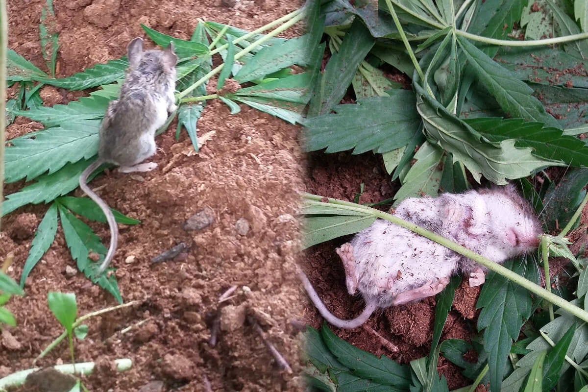 Rodent rehab: man helps mouse recover from pot addiction