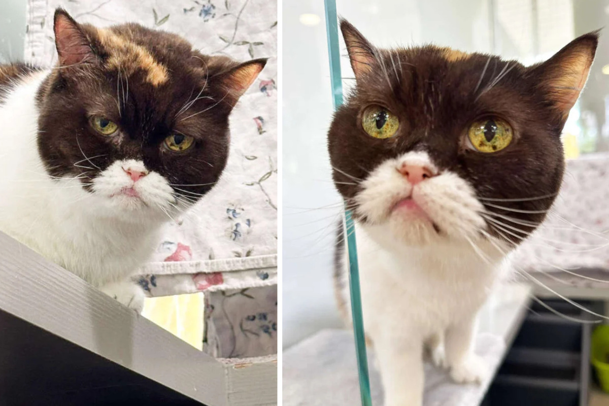 Darum sieht Katze Anne ungewollt grumpy aus: Ob die süße Omi eine ...
