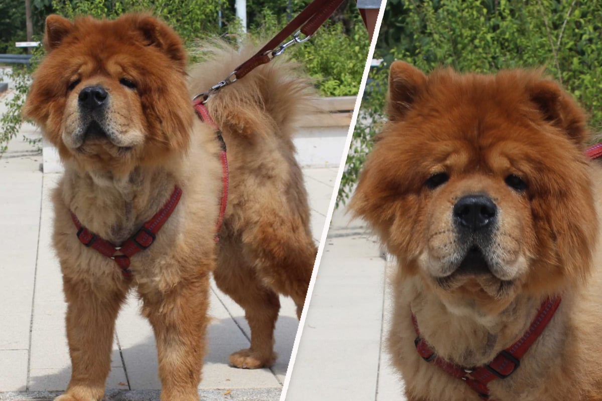 Chow-Chow landet in schlechtem Zustand im Tierheim: Gibt es ein Happy ...