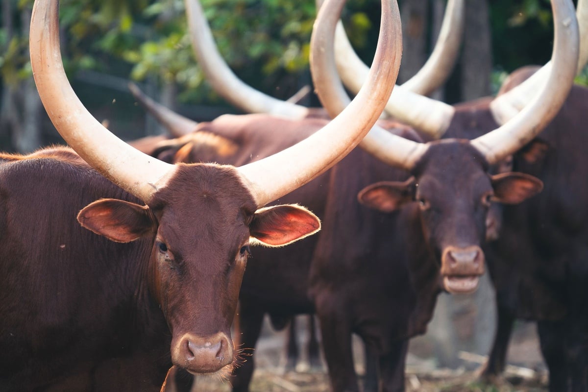Driver pulled over with giant bull named Howdy Doody riding shotgun