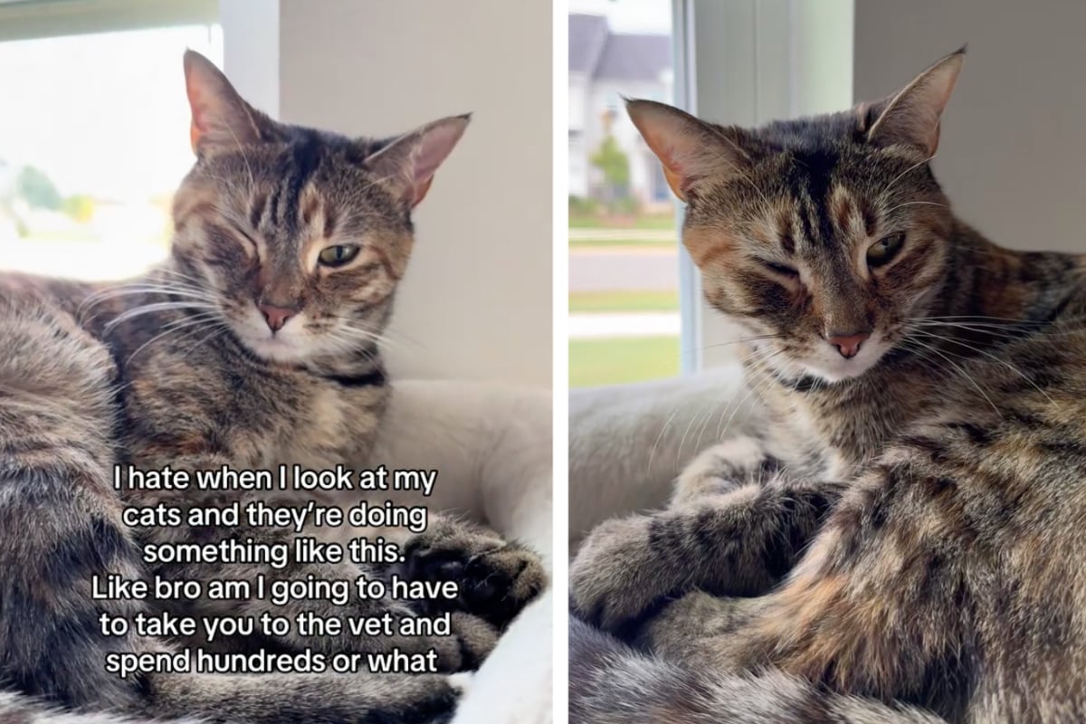 Cat owner crashes out when kitty starts up bizarre habit: "In this ...
