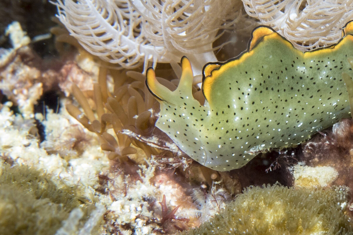 Scientists discover incredible sea slugs with detachable heads!