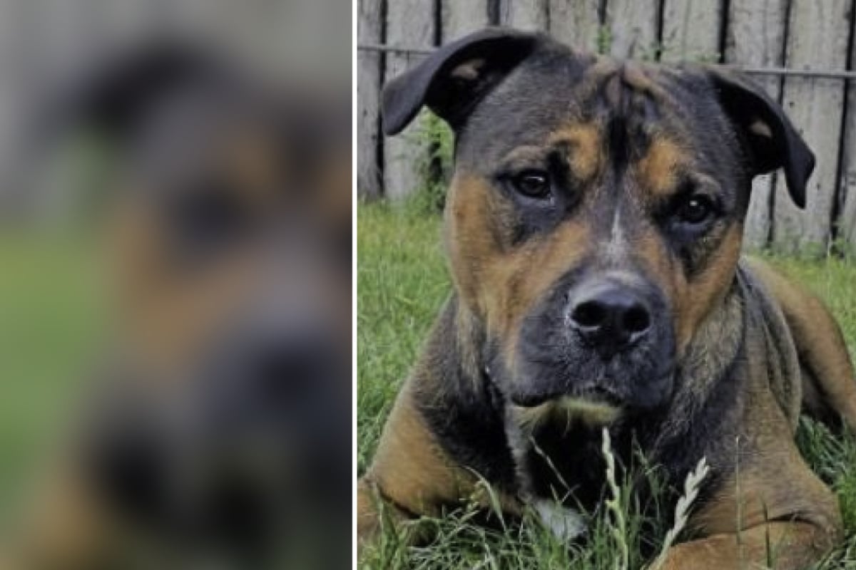 Der treue Hund Rio hofft sehnsüchtig auf jemanden, dem er endlich ...