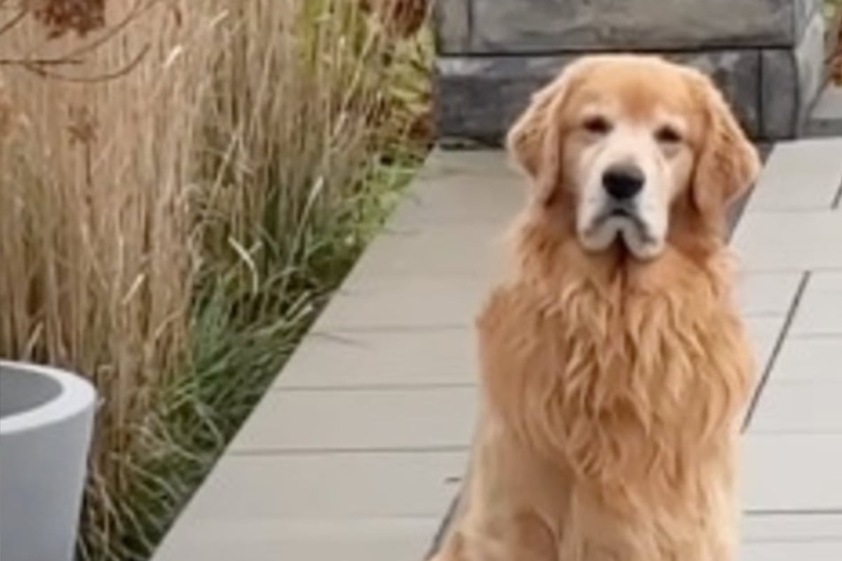Golden retriever's silly reaction when he can't go swimming goes viral ...