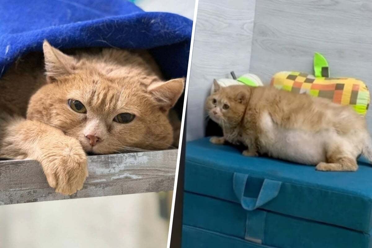 World's fattest cat is dead – but how much did he weigh?