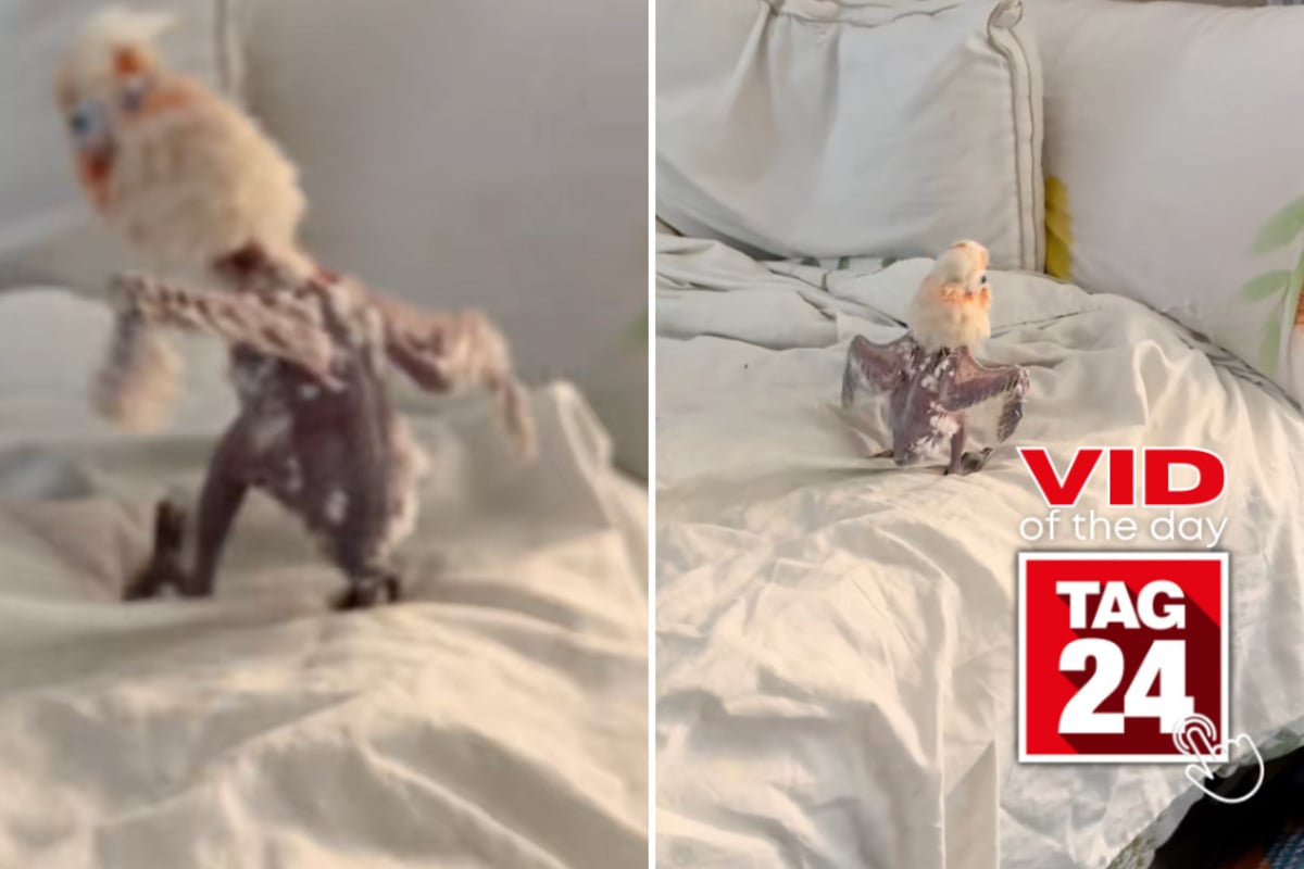 Viral Video of the Day for September 5, 2023: Rescue chicken's joyful ...