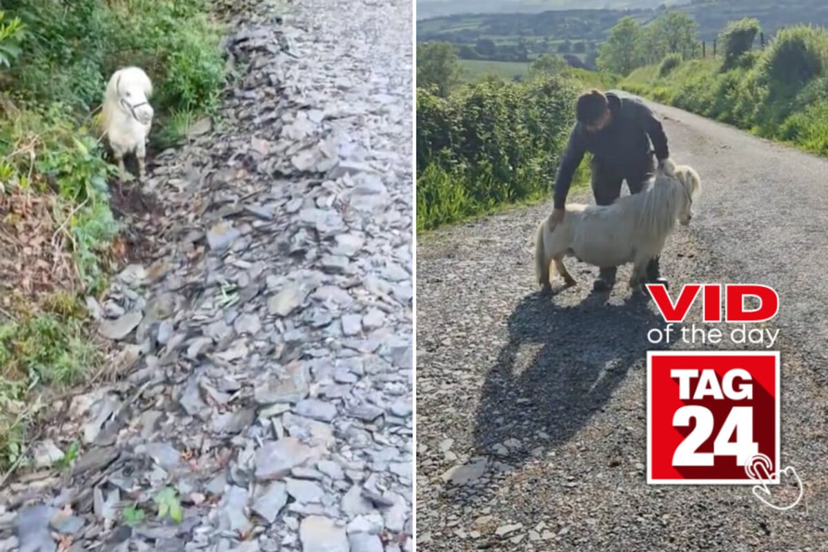 Viral Video of the Day for May 27, 2024: Woman stumbles upon mini pony ...