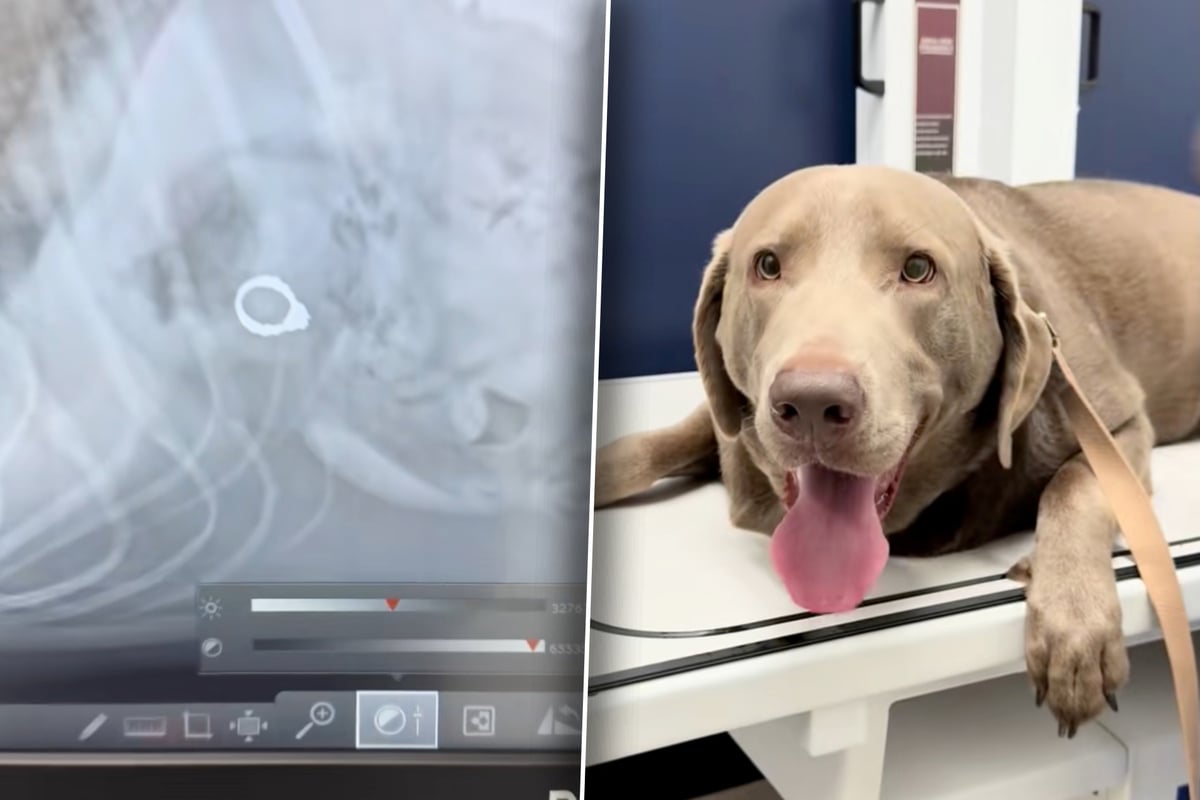 Dog looks hilariously unbothered after X-ray scans reveal that he ate ...