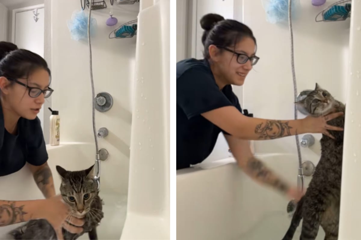 Cat's hysterical reaction to bath time has TikTok in stitches: "Sing ...