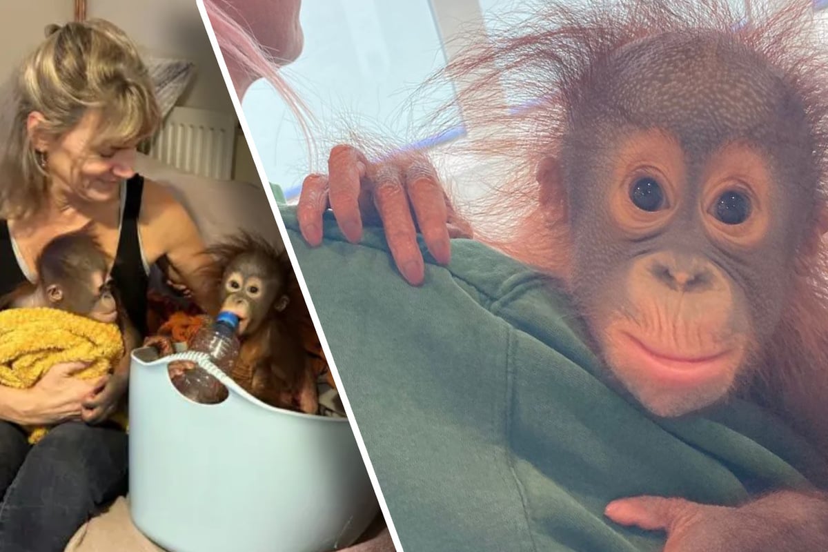 Baby orangutan had a difficult start in life – will the little one get ...